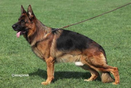 Sires of our Herd - Zeal German Shepherds
