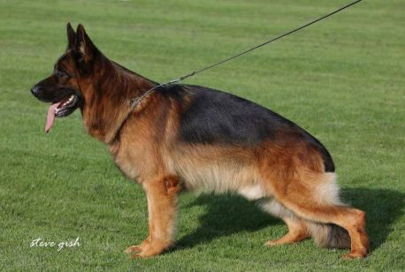 Sires of our Herd - Zeal German Shepherds
