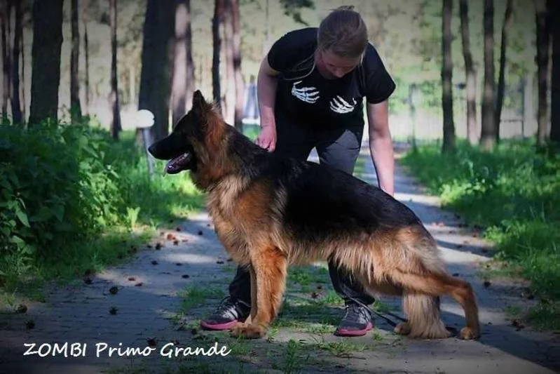 Males For Sale - Zeal German Shepherds