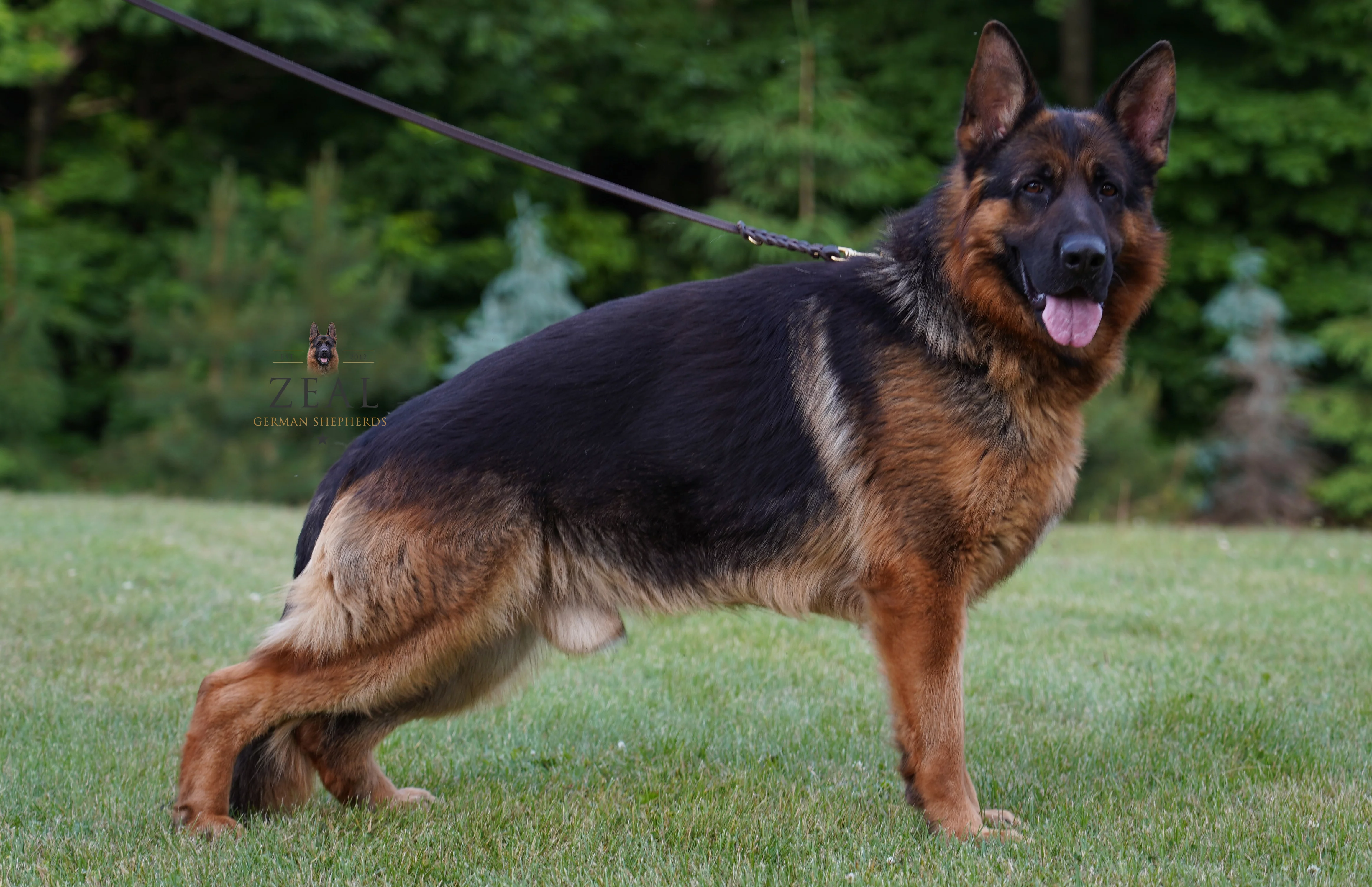 Males For Sale - Zeal German Shepherds