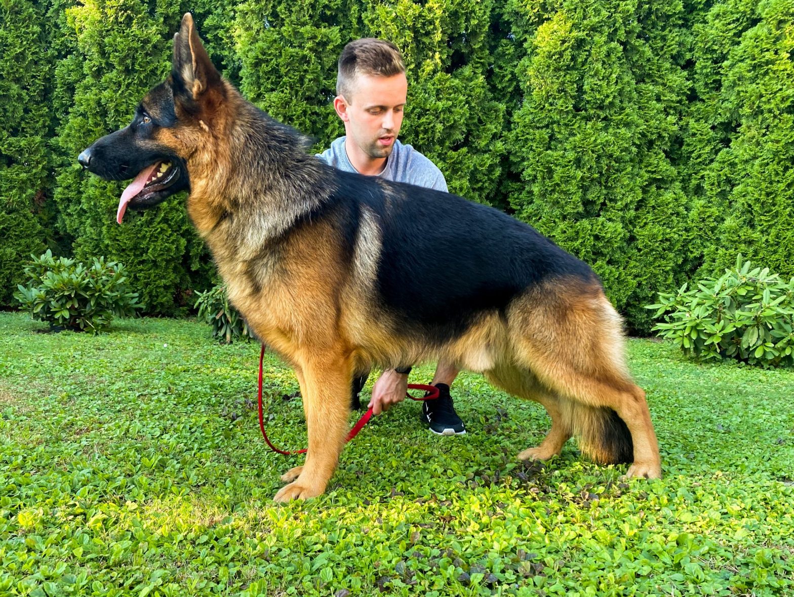 Males For Sale - Zeal German Shepherds