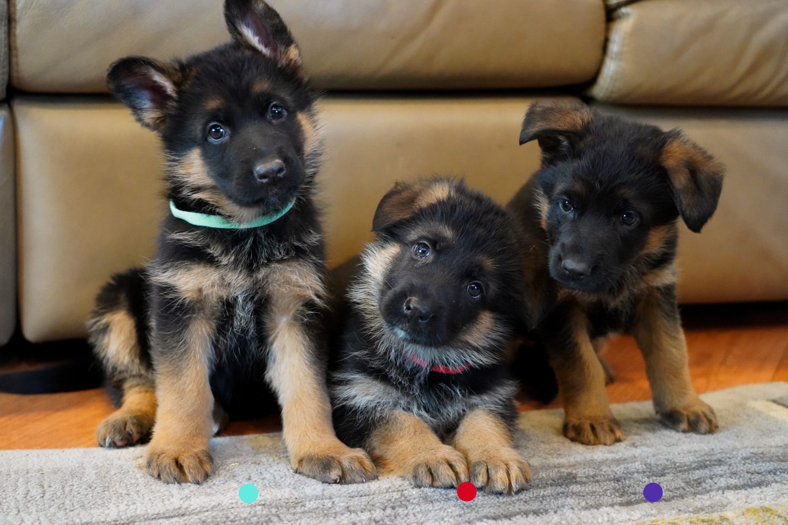 Zeal 'M' German Shepherd Litter - Zeal German Shepherds