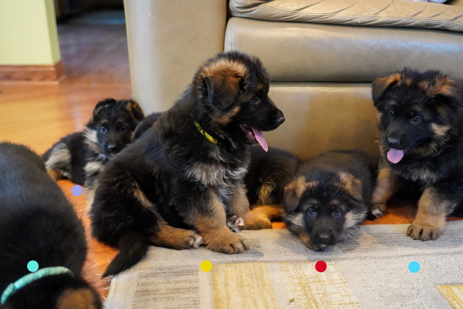 Zeal 'M' German Shepherd Litter - Zeal German Shepherds
