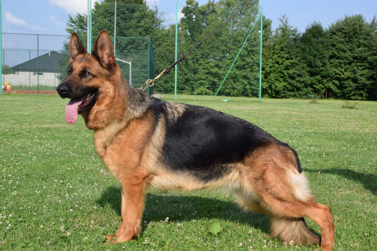 Purebred German Shepherd Puppies for Sale - Zeal German Shepherds