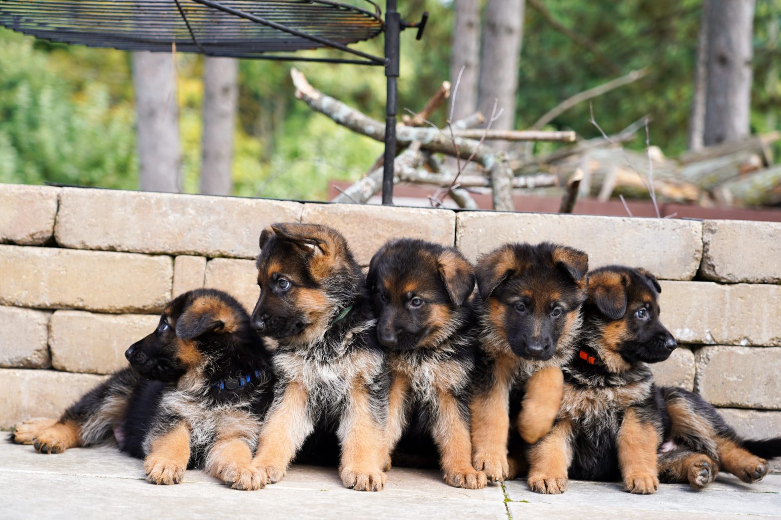 Zeal 'S' German Shepherd Litter - Zeal German Shepherds