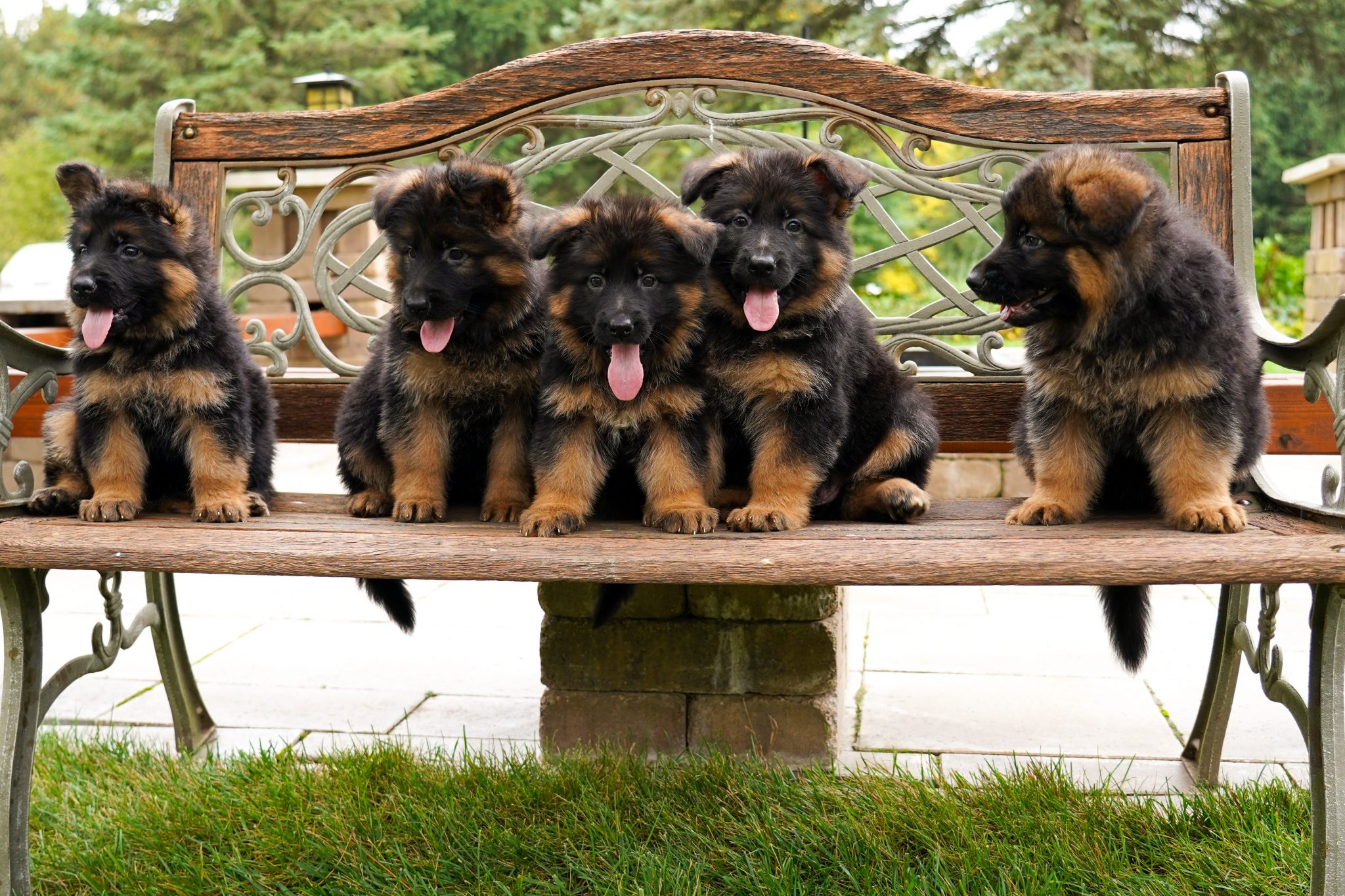 Home - Zeal German Shepherds