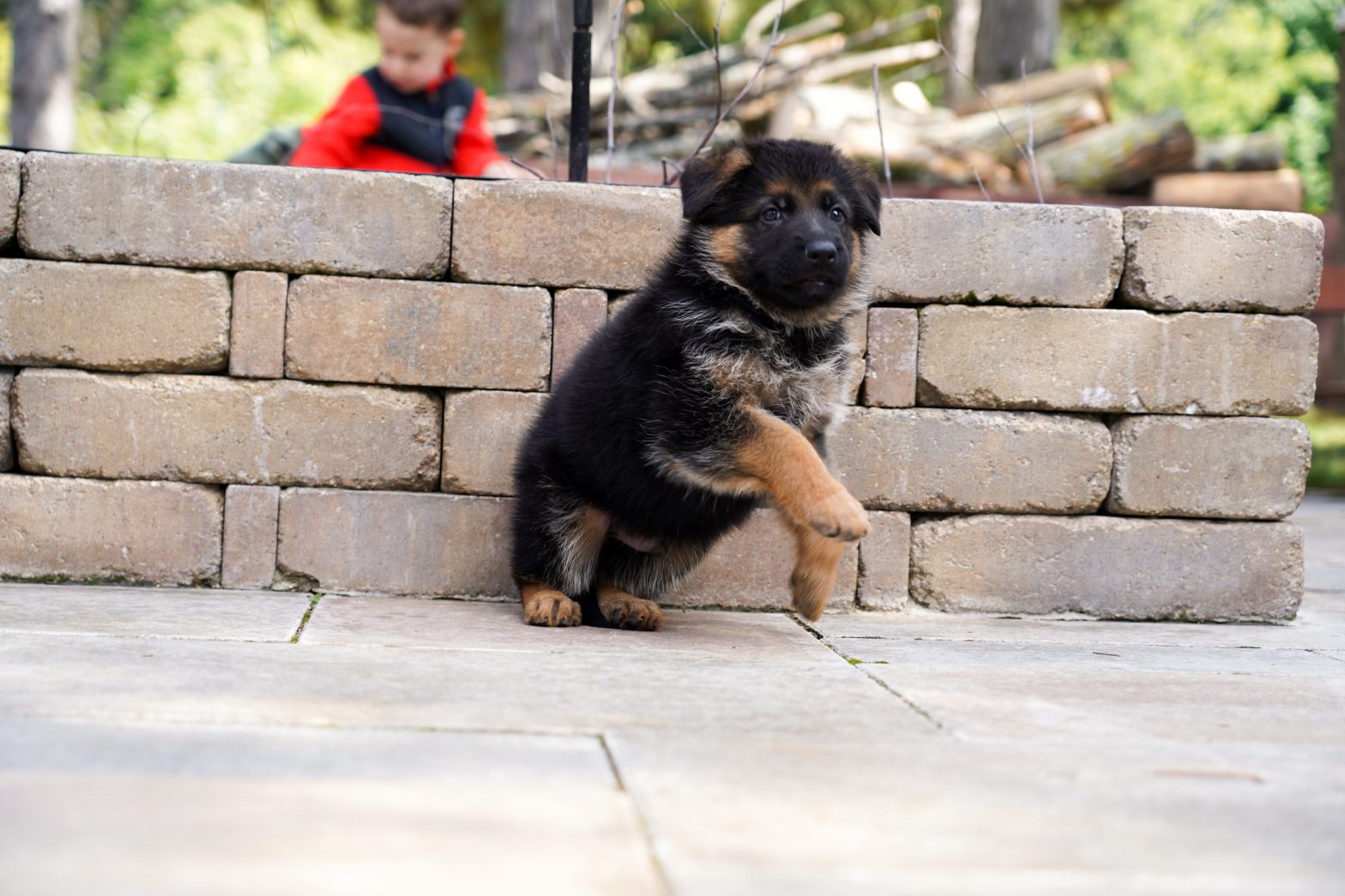 Zeal 'S' German Shepherd Litter - Zeal German Shepherds