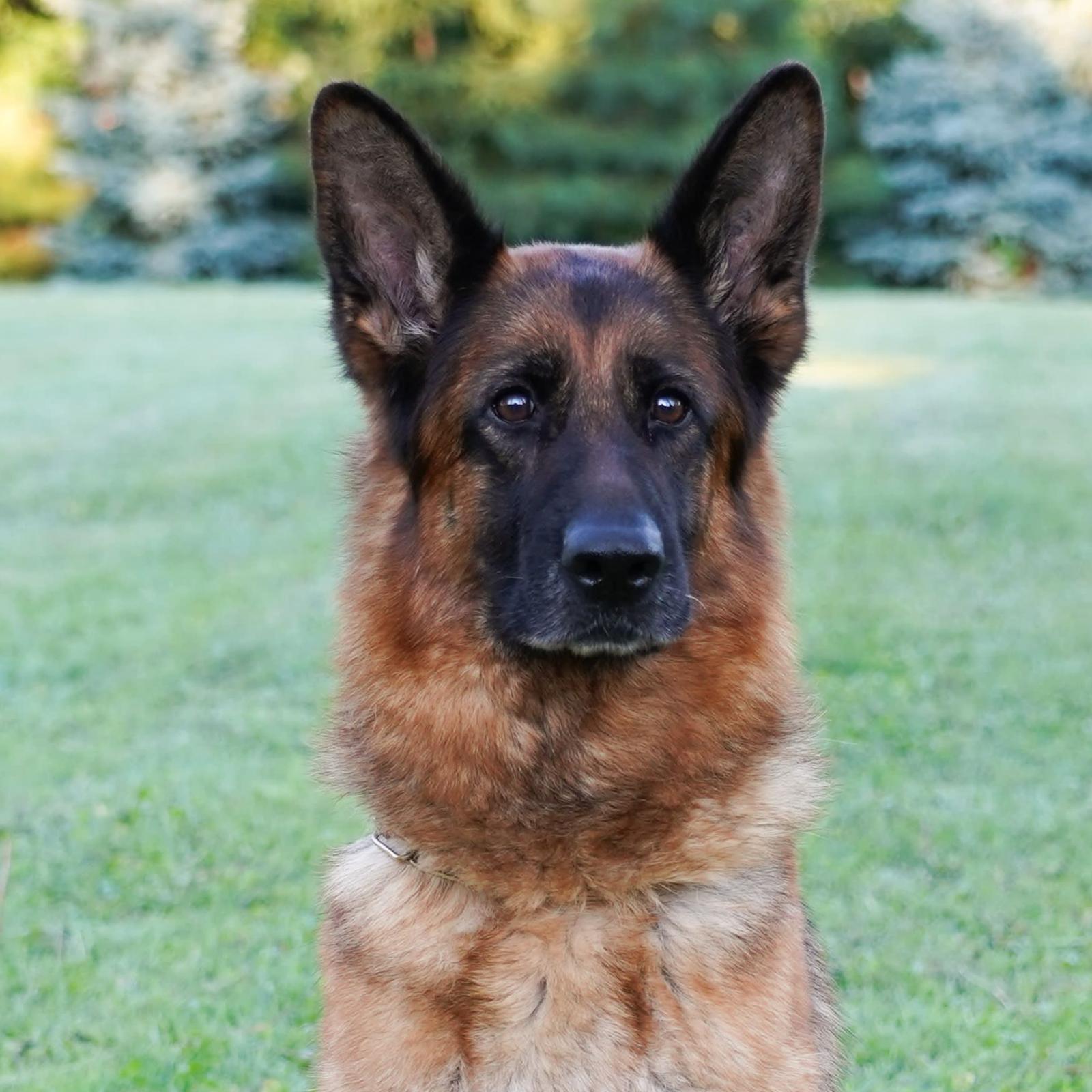 'A' German Shepherd Litter - Hana & Rooney - Zeal German Shepherds