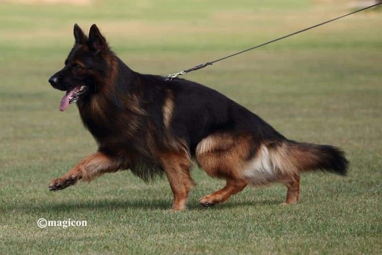 'B' German Shepherd Litter - Nelly & Grizzly - Zeal German Shepherds