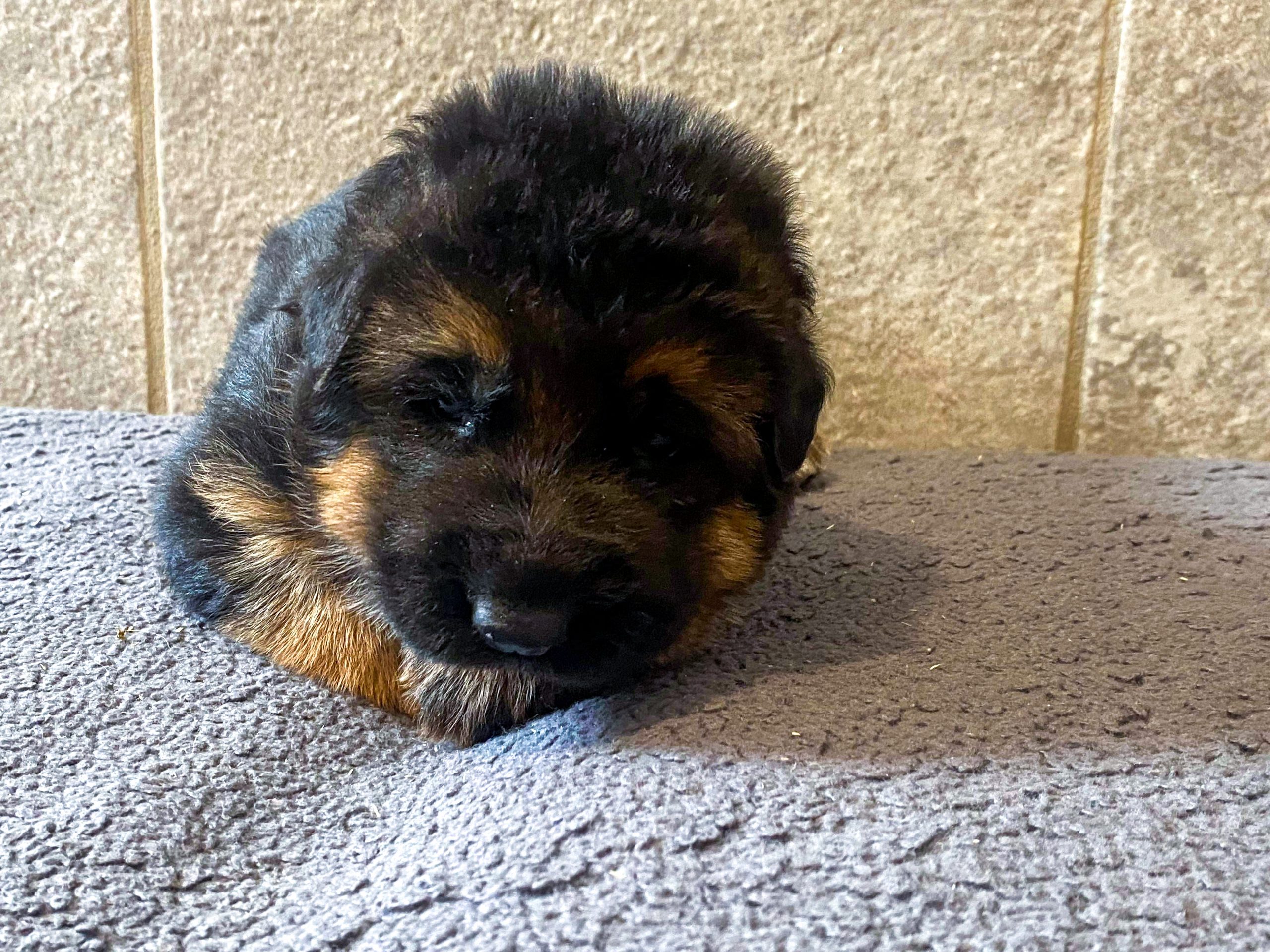 ‘F’ German Shepherd Litter – Marusia & Usher - Zeal German Shepherds