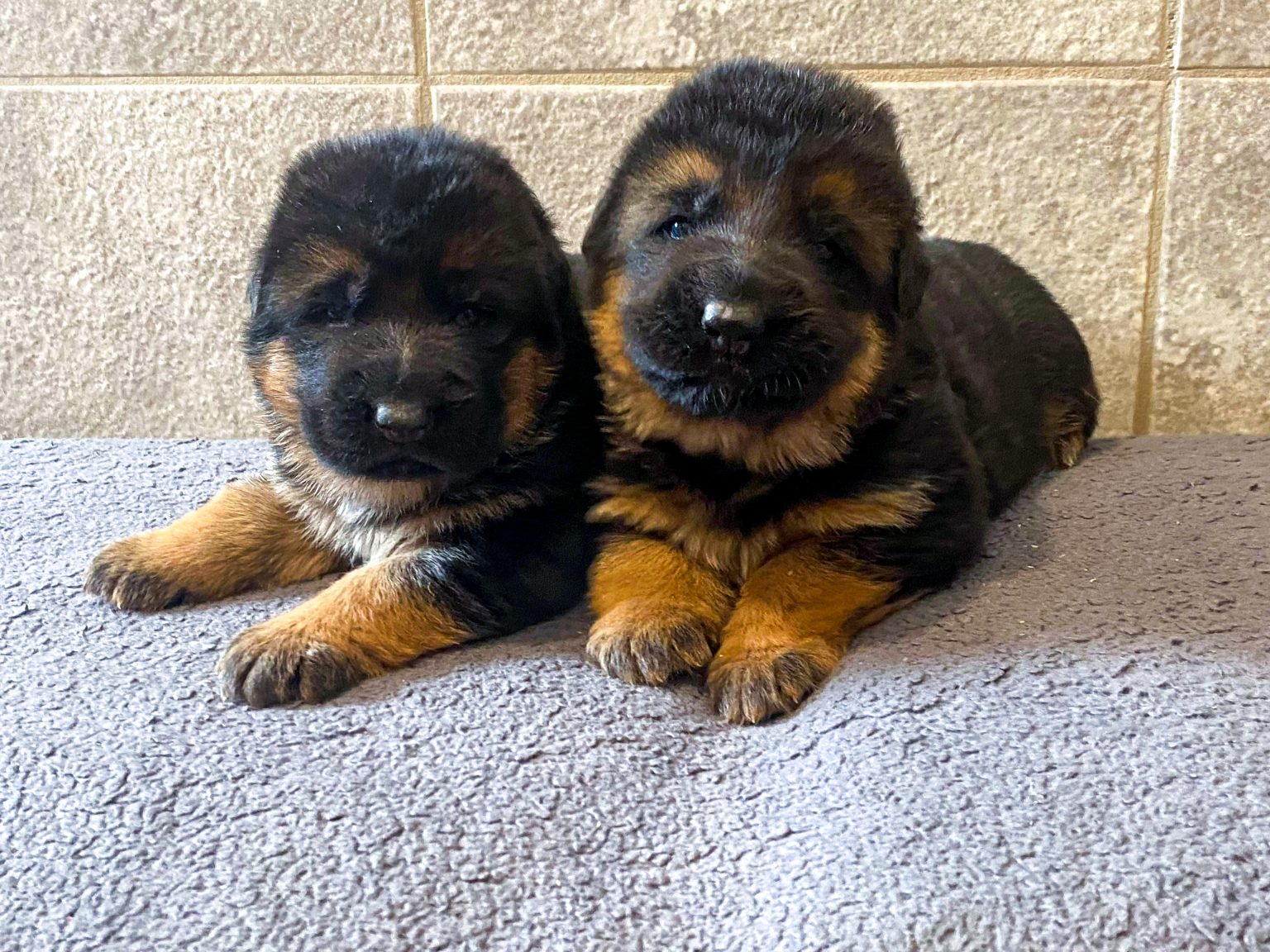 ‘F’ German Shepherd Litter – Marusia & Usher - Zeal German Shepherds