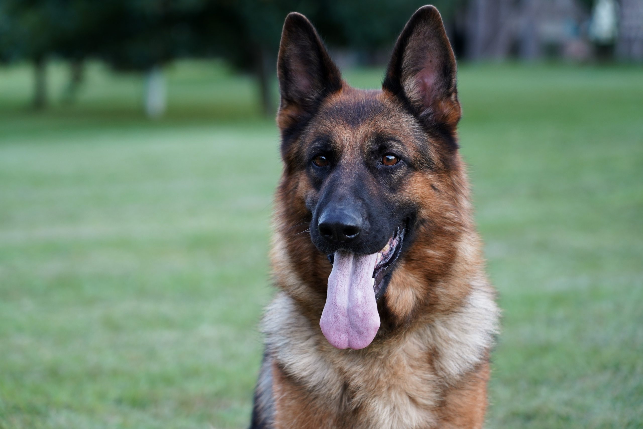 'I' German Shepherd Litter - Woody & Pixy - Zeal German Shepherds