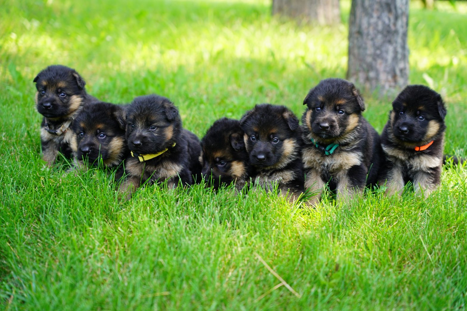 German Shepherd Litter 'W' - Denise & Esso - Zeal German Shepherds