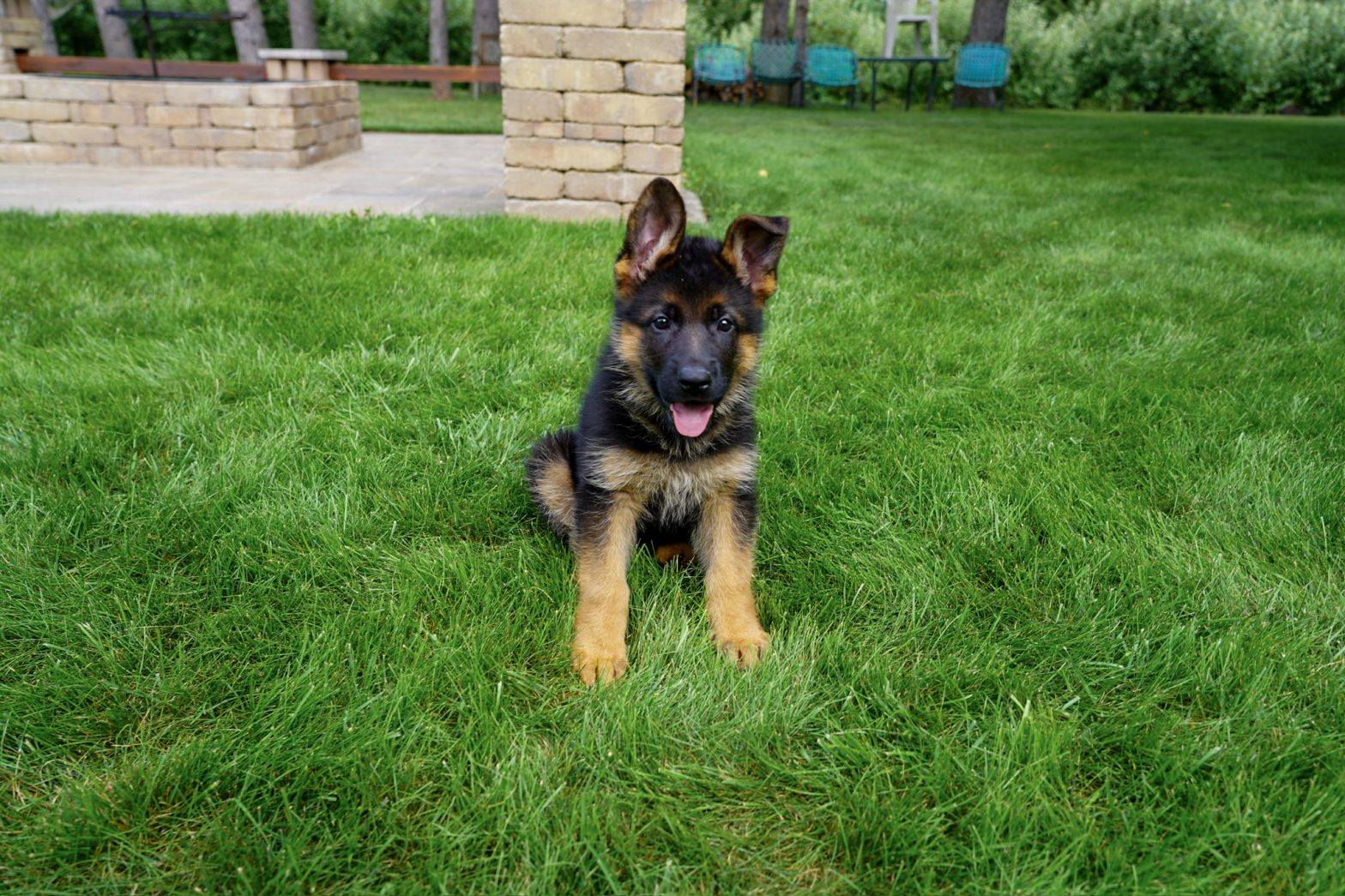 German Shepherd Litter 'W' - Denise & Esso - Zeal German Shepherds