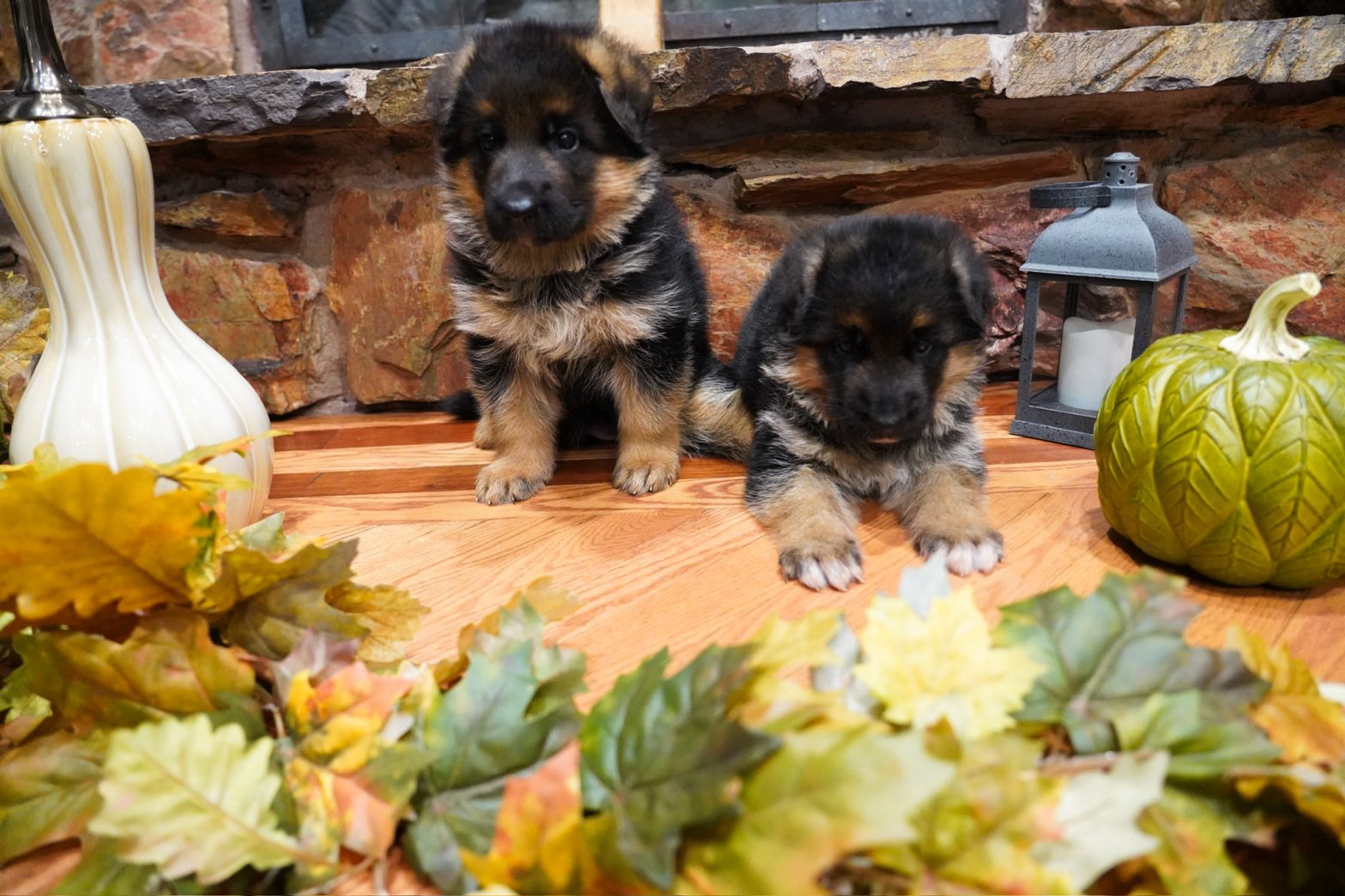 German Shepherd Litter 'Y' - Vivi & Alex - Zeal German Shepherds